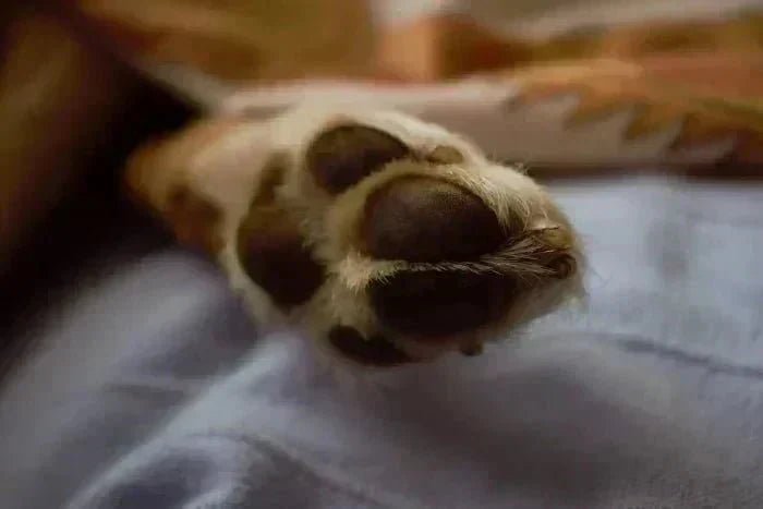 Injured Dog Paw Pads: First-Aid & Care – PawPurity